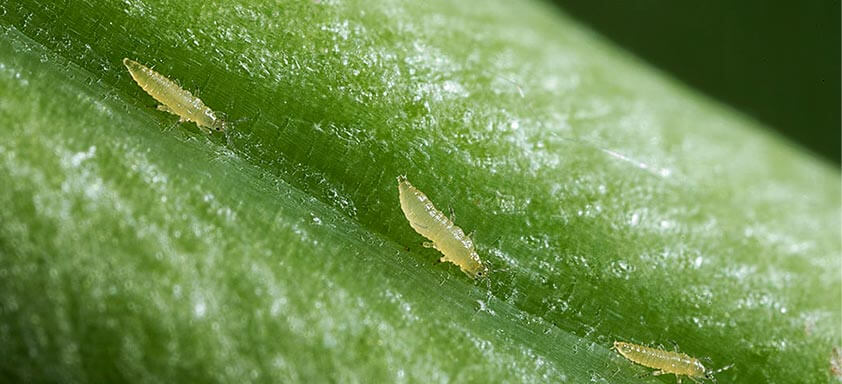 Pragas | Portal Syngenta