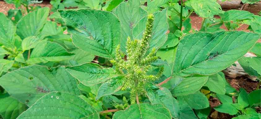 Caruru-de-mancha | Portal Syngenta