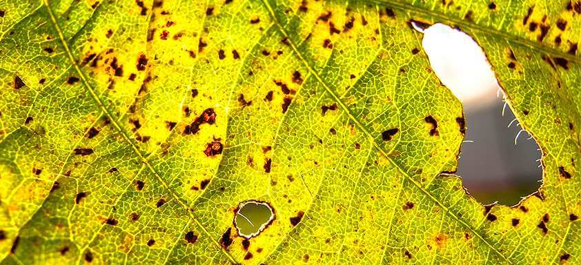 Doenças | Portal Syngenta